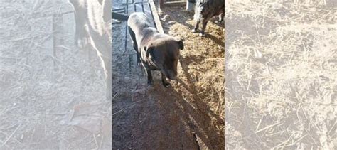 Щенок купить в Волоколамске Животные и зоотовары Авито