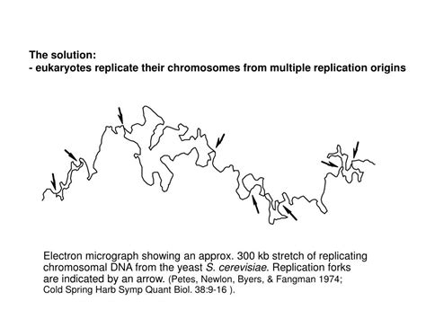 PPT Eukaryotic DNA Replication PowerPoint Presentation Free Download ID 2013688
