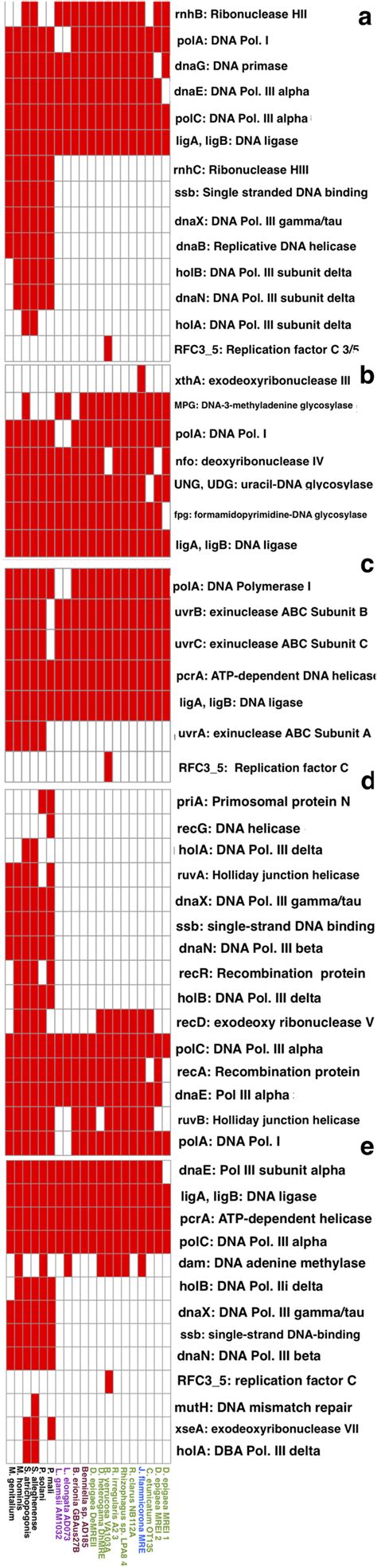 Mre Are Reduced In Gene Content Related To Dna Replication And Download Scientific Diagram