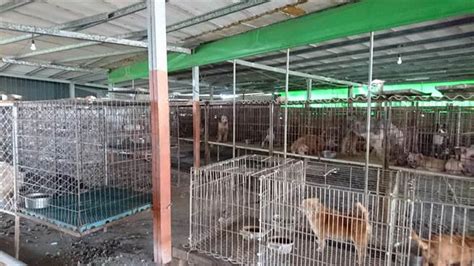 雲縣破非法犬貓繁殖場 226隻開放認養 新聞 中時