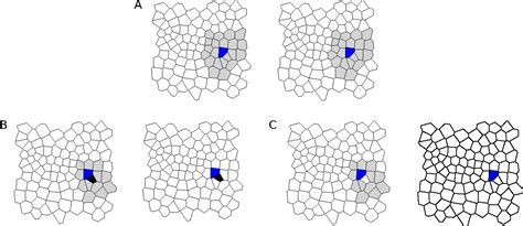 Figure 3 From Robust Cell Tracking In Epithelial Tissues Through