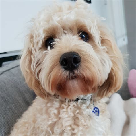 Colours Luxury Cavapoochon Luxury Cockapoos
