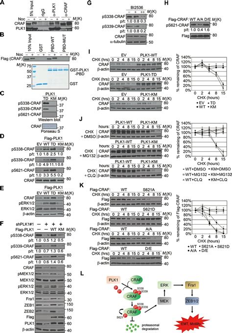 Polo Like Kinase 1 Induces Epithelial To Mesenchymal Transition And Promotes Epithelial Cell
