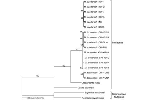 Maximum Likelihood Ml Tree Of Twenty Taxa Based On The Five Cpdna Download Scientific Diagram