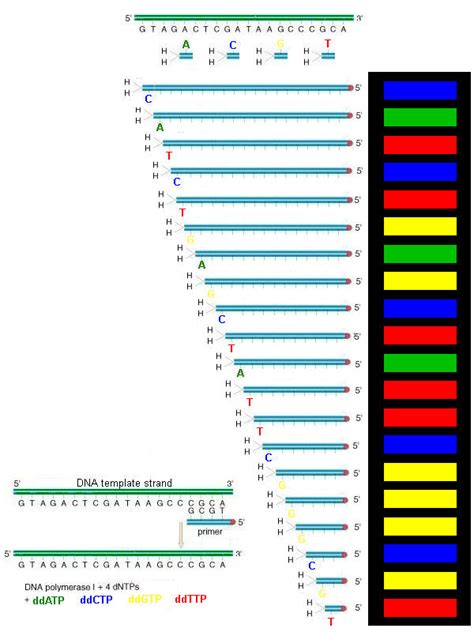 Fluorescent Sequencing