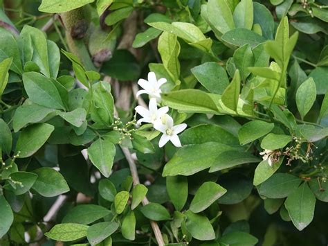 Chameli Ka Phool In English