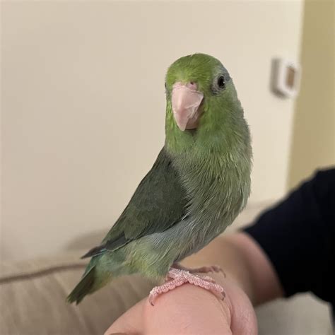 What Is This Movement My Parrotlet Just Did This And Shes Never