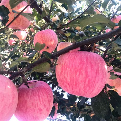 烟台苹果水果新鲜山东省农特产栖霞红富士苹果9斤带箱10斤批包邮 虎窝淘