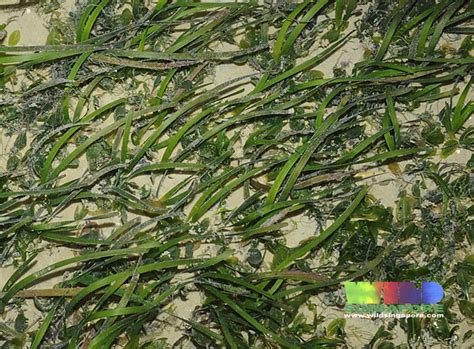 Smooth Ribbon Seagrass Cymodocea Rotundata And Spoon Sea Flickr