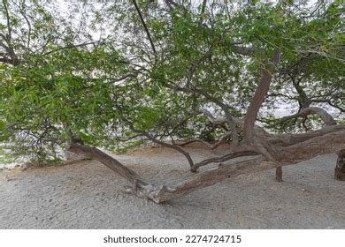 471 Bahrain Tree Of Life Images Stock Photos Vectors Shutterstock