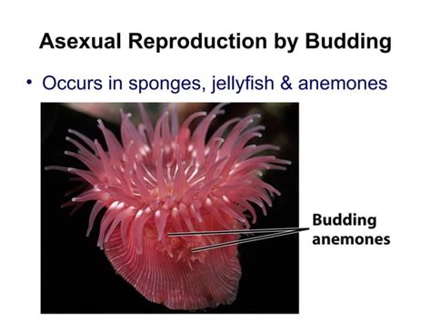 Sex Reproduction And Development PPT Infertility Reproductive Health