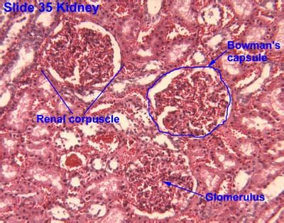 Glomerular Histology Labeled