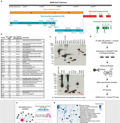 Nature 蛋白互作图谱一次性筛选出新冠病毒66个潜在靶点、69种潜在药物 知乎