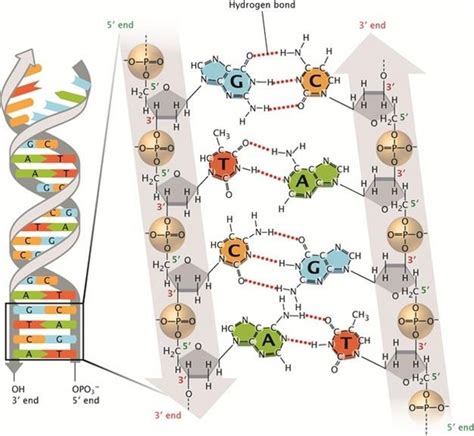 Figure 4 From Discovery Of Dna Structure And Function Watson And Crick Semantic Scholar