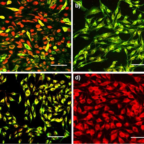 Immunofluorescence Assay For Detection Of Jev E Glycoprotein In