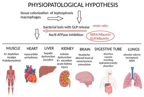 Cellular Pathophysiology Of Leptospirosis Role Of Nak Atpase