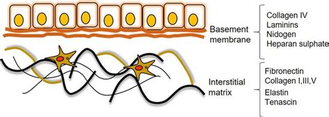 Schematic Representation Of The Two Types Of Extracellular Matrix Download Scientific Diagram