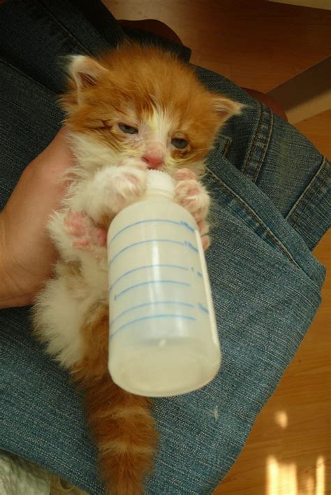 Bottle Fed Kittens Iz Just Too Cute For Words Gallery