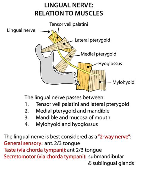 Lingual Nerve And Artery