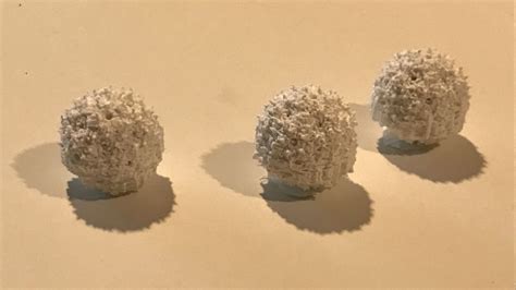 Anabaena Prototypes For Humanity