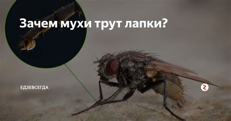 Почему мухи потирают лапки: реальные причины забавной привычки насекомых