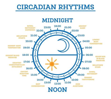 Circadian Rhythm Scheme Of Sleep Wake Cycle Infographic Elements