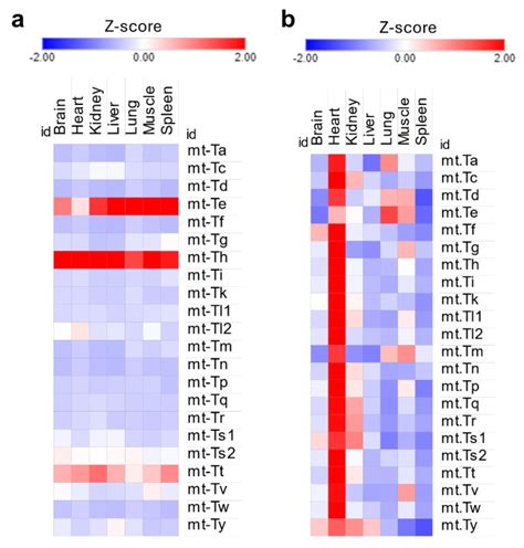 Decoding Codon Bias The Role Of Trna Modifications In Tissue Specific Translation Pmc