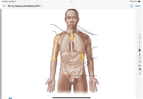 Lymphatic System Flashcards Quizlet Lymphatic System Flashcards Quizlet