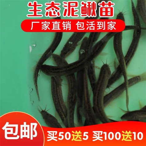 泥鳅苗可以作为龙鱼和乌龟的活饵吗？如何保证泥鳅苗的新鲜度？ 鱼缸水质稳定剂 淘宝好物网