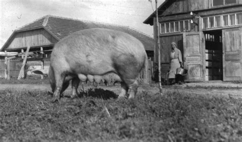 Фото Сельское хозяйство 1917 1927 История России в фотографиях