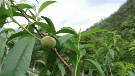 桃树套袋：桃子套袋的时间及套袋前的管理工作家居园艺好看视频