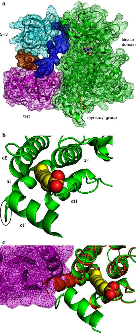 A Full View Of The Assembled C Abl Structure Pdb Code 1opk The Sh3 Download Scientific