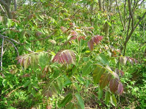 Виждали ли сте това Свободни от инвазивни чужди растения