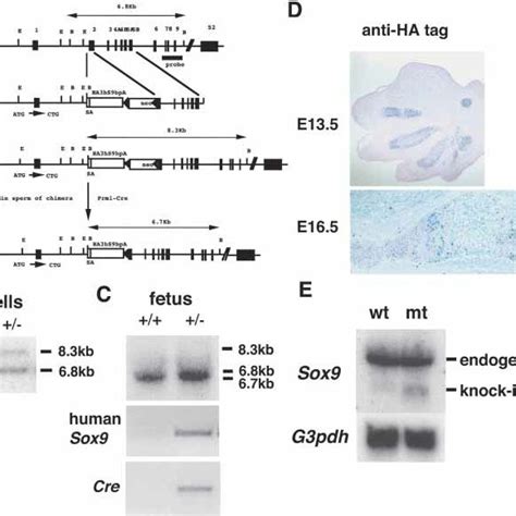 Pdf Interactions Between Sox9 And Beta Catenin Control Chondrocyte