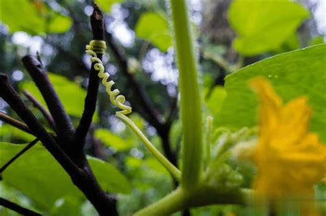夏季必尝美食：清爽解暑促消化祛湿养身佳选 鲜美不可错过