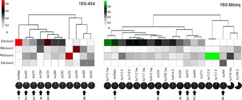 Combined 16s Sequencing Results For The Gut Microbiomes Of Sympatric Download Scientific