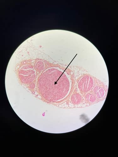 Unit 3 Histology Flashcards Quizlet