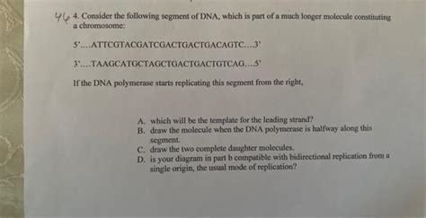 Solved Consider The Following Segment Of DNA Which Is Chegg