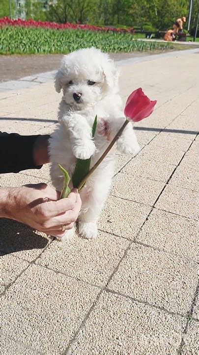 Красивый ангелочек породы БИШОН ФРИЗЕ ждёт своих родителей Счастье можно купить Youtube