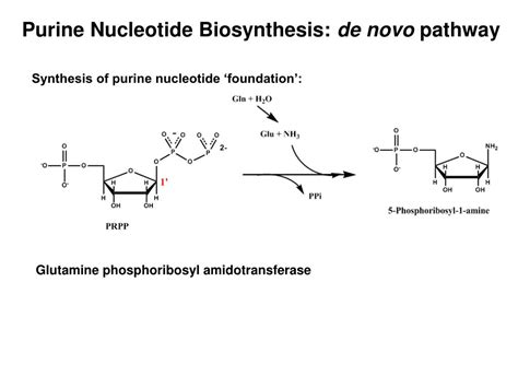 Ppt Pathway Engineered Enzymatic De Novo Purine Nucleotide Synthesis Powerpoint Presentation