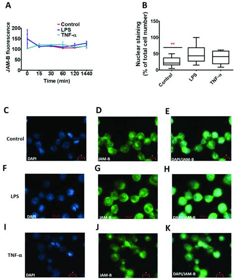 The Effects Of 10 Ng Ml Lps And Tnf α After 24 H Incubation On Thp 1 Download Scientific