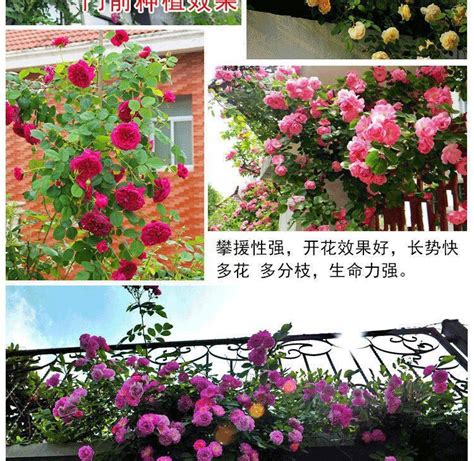 蔷薇花种子爬藤月季玫瑰四季开花爬墙攀援庭院室内花卉盆栽植物籽 阿里巴巴