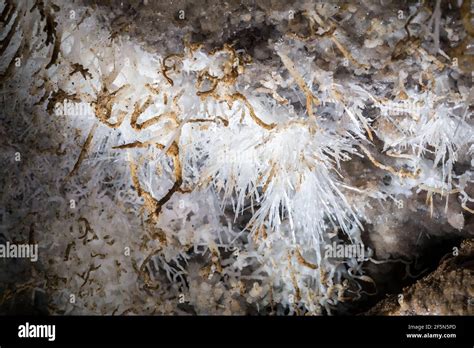 Helictites In Cave Of Maboroshi No Shonyudo Hiroshima Province Japan