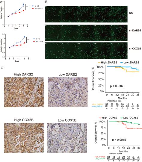 Identification And Validation Of The Mitochondrial Function Related Hub Genes By Unsupervised