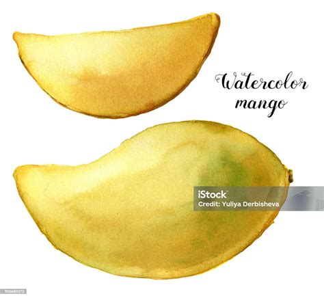 노란 수채화 망고 세트입니다 손으로 그린 흰색 배경에 고립 된 열 대 과일 디자인 또는 인쇄에 대 한 식물 음식 그림입니다 0명에 대한 스톡 벡터 아트 및 기타 이미지
