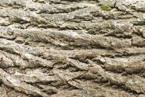 Texture Of A Tree Background Stock Image Image Of Forest Dirty 101289965