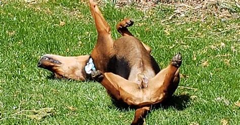 Squirrels Got You Down Imgur