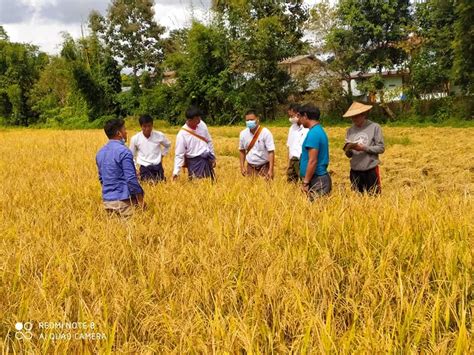 မိုင်းနောင်မြို့တွင် မျိုးကောင်းမျိုးသန့် ရွှေရင်အေး မိုးစပါး စံကွက်ရိတ်သိမ်း Information And