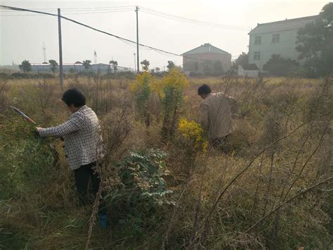 古柏街道袁村社区开展加拿大一枝黄花防除工作 高淳区人民政府 高淳区人民政府