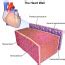 143 Heart Human Biology